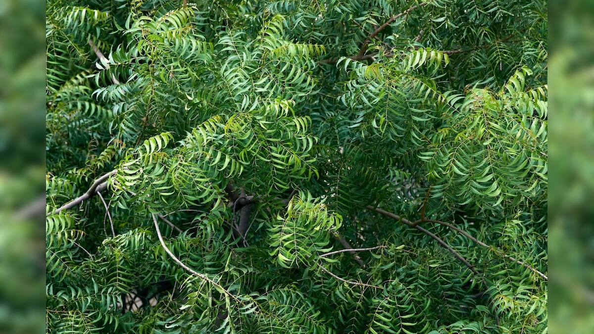 Neem Bitter in Taste Guardian of Health The Cure-All Legendary Tree and ...