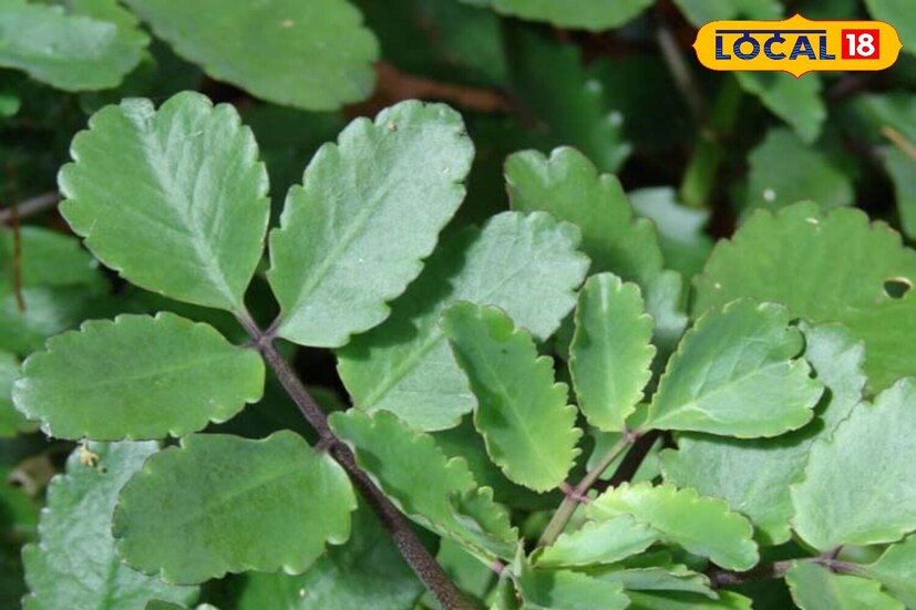 પથરીની સમસ્યાથી પીડાતા લોકો માટે વરદાન છે આ ચમત્કારી પત્તા! આવી રીતે ...