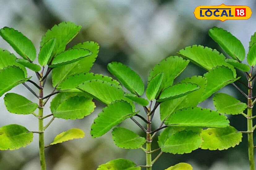 પથરીની સમસ્યાથી પીડાતા લોકો માટે વરદાન છે આ ચમત્કારી પત્તા! આવી રીતે ...