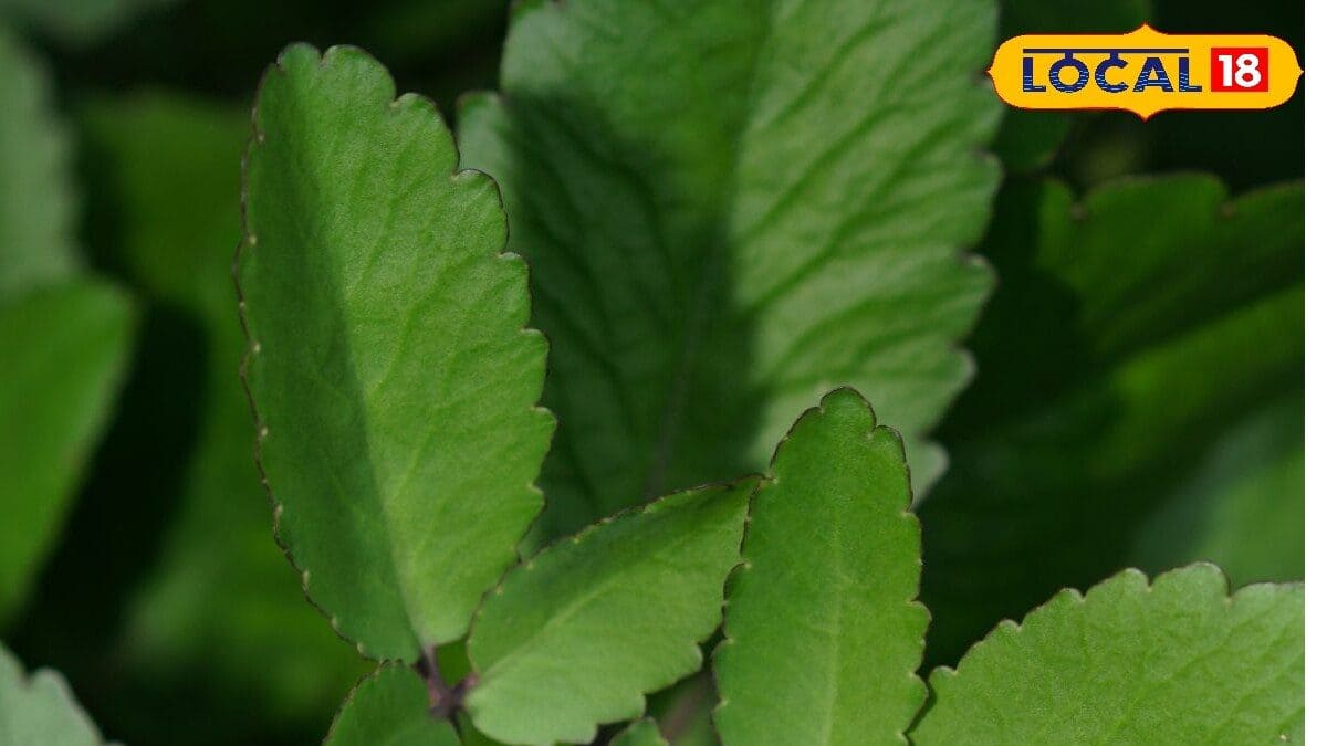 પથરીની સમસ્યાથી પીડાતા લોકો માટે વરદાન છે આ ચમત્કારી પત્તા! આવી રીતે ...