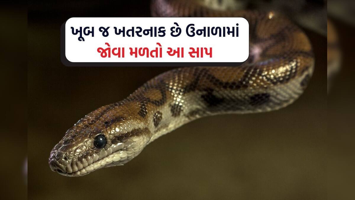ખૂબ જ ખતરનાક છે ઉનાળામાં જોવા મળતો આ સાપ, તેના કરડવાથી નહીં પણ આ કારણે ...