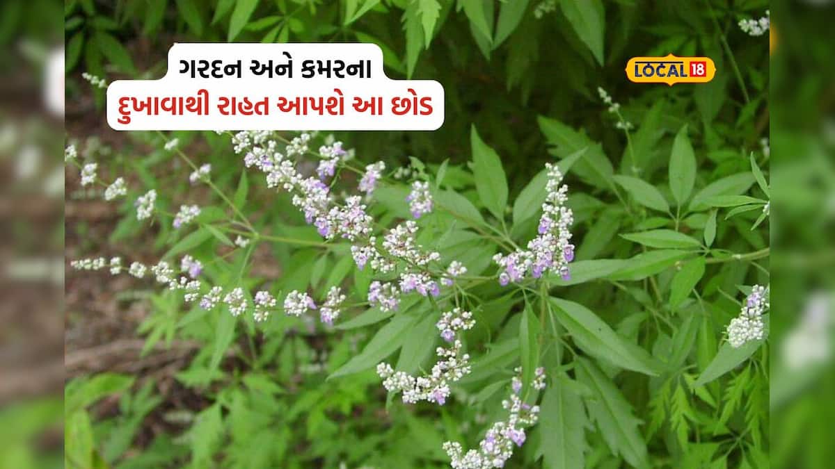 વા સહિતના તમામ દુખાવાથી રાહત આપશે આ છોડ, જાણો તેના ઉપયોગની રીત - A ...