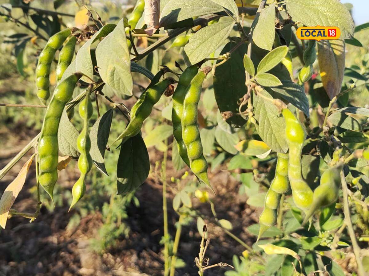 તુવેરની પ્રાકૃતિક ખેતી કેવી રીતે કરવી? ખેડૂતો આ રહ્યો તમારા સવાલનો જવાબ ...