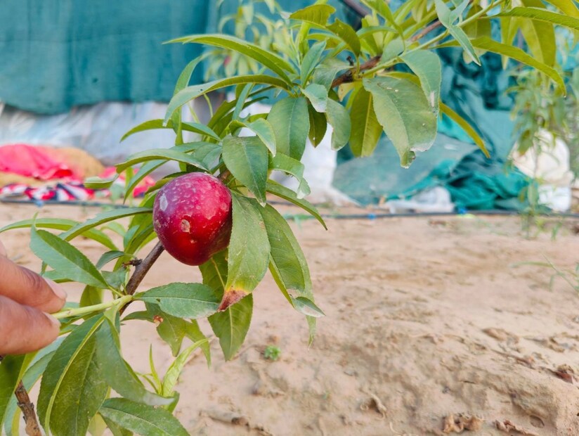 રણ વચ્ચે ઉગાડ્યું હિમાલયનું સોનું! આ મહિલા ખેડૂતે થાર રણની 50 ડીગ્રી ...