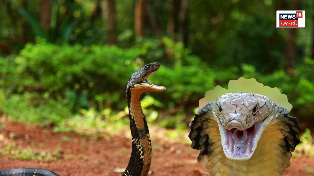 cobra snake and indian russell viper bite symptoms know cobra aur ...