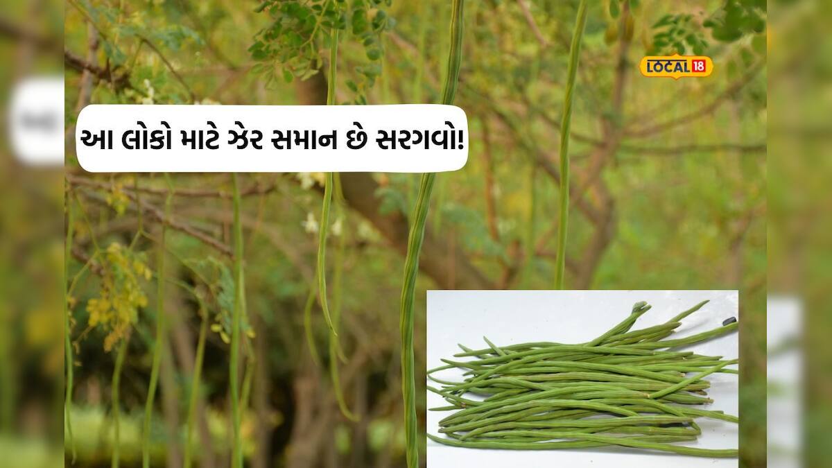 આ લોકો માટે ઝેર સમાન છે સરગવો! માત્ર ફાયદા જાણીને ખાવાની ભૂલ ન કરતા ...