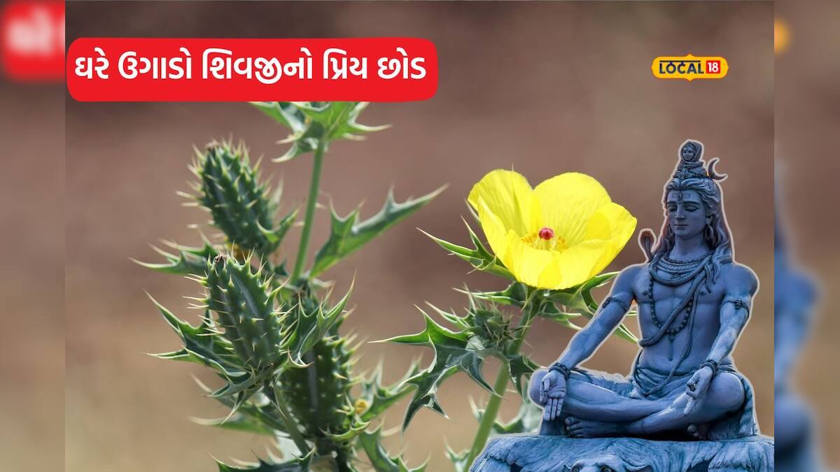 ઘરે ઉગાડો ભગવાન શિવનો આ પ્રિય છોડ, નકારાત્મક ઉર્જાથી કરશે તમારું રક્ષણ ...