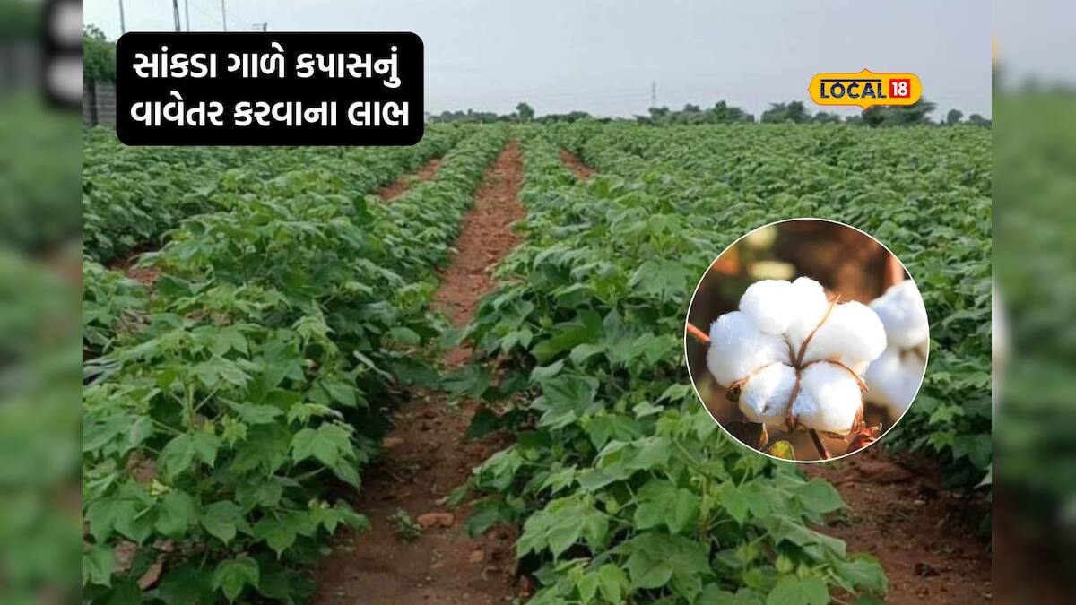 કપાસના વાવેતરમાં આ પદ્ધતિનો કરજો ઉપયોગ, ખર્ચ ઘટશે અને વધશે ઉત્પાદન - New Method to Increase ...