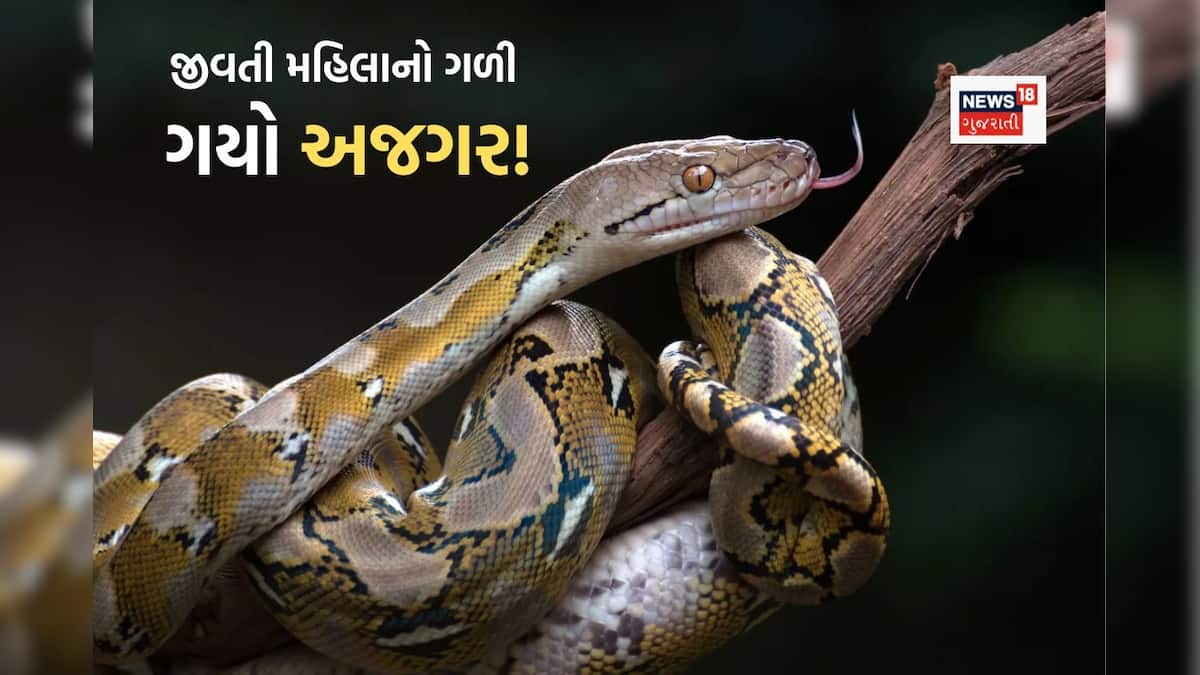 મહિલાને દીકરો શોધવા નીકળ્યો, અજગરના મોઢામાં માતાનું માથું જોતા ચોંકી ...