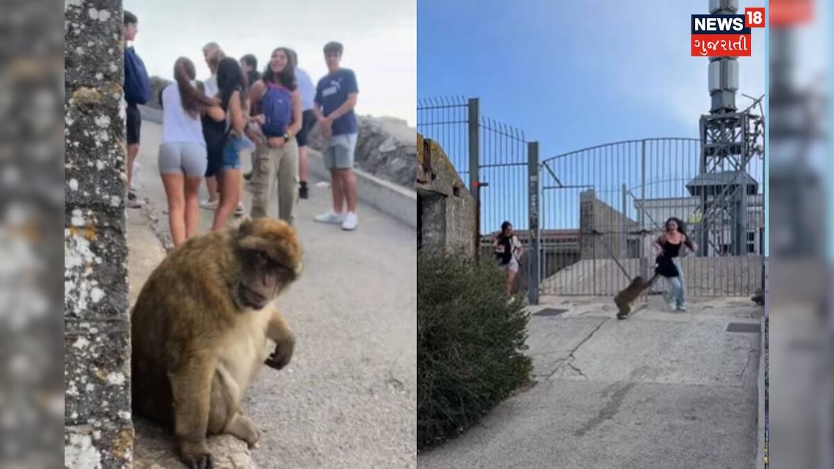 યુવતી ફરવા ગઈ અને વાંદરું પાછળ પડ્યું, દિવાલ પાછળ છુપાઈને ખરો ખેલ કર્યો ...