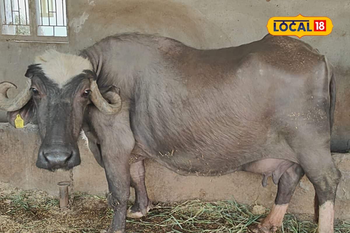 યુવાન નોકરી છોડીને પશુપાલનમાંથી કમાઈ રહ્યો છે લાખો રૂપિયા - Amreli Youth Earning Lakhs in Animal ...