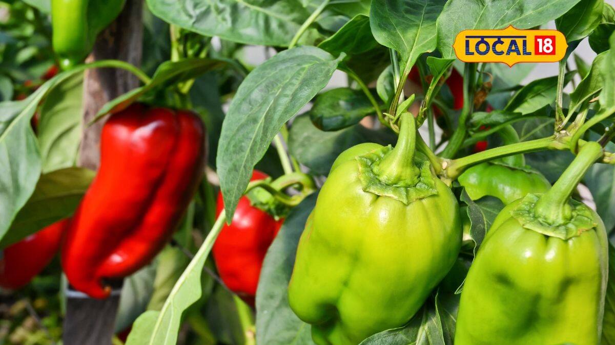 શિમલા મરચાની ખેતી કરવાની રીત - How to cultivate Shimla chili | કૃષિ ...
