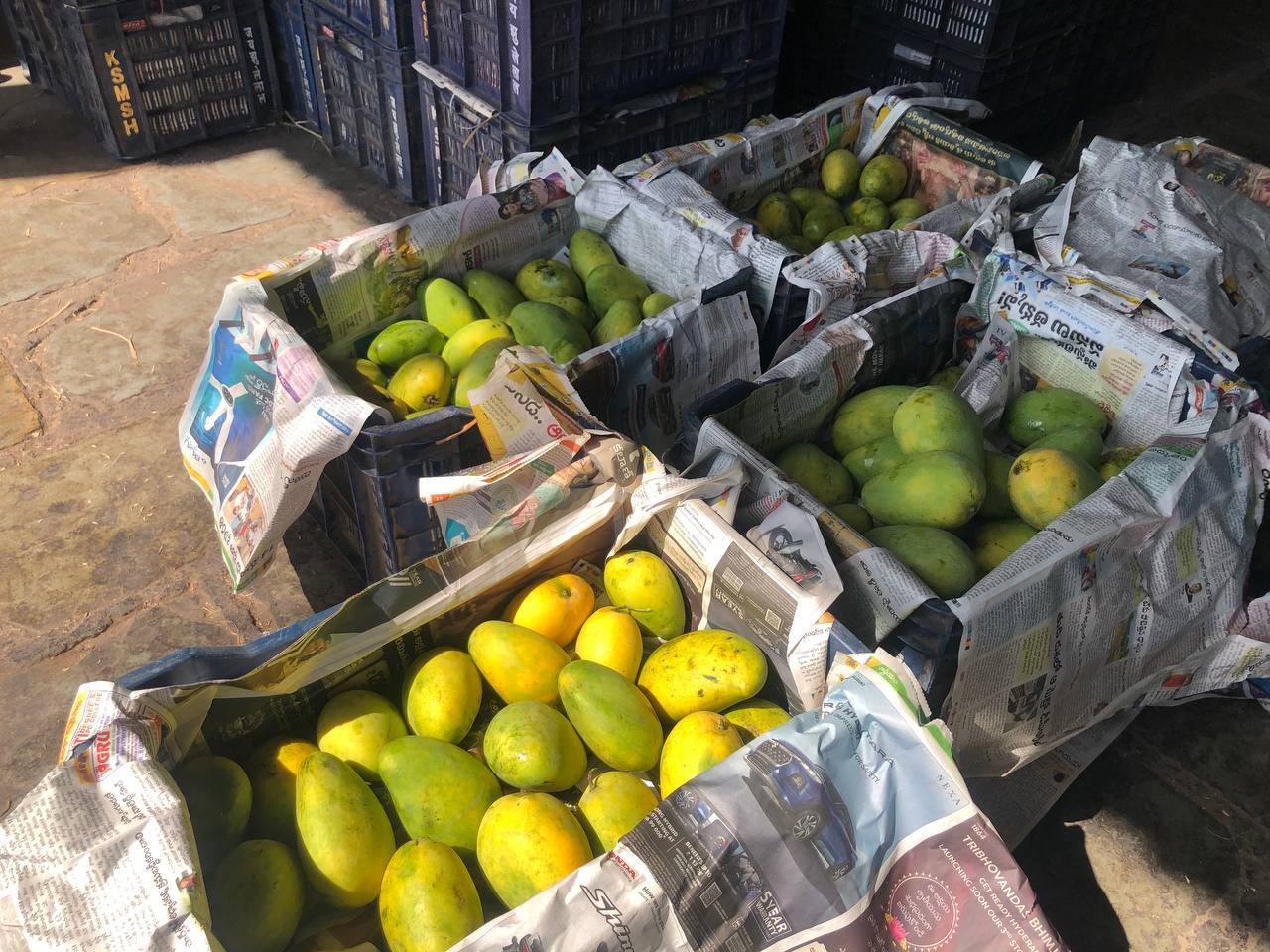 મહેસાણાની બજારમાં તાલાલાની પ્રખ્યાત કેસર કેરીનું આગમન - Talala famous ...