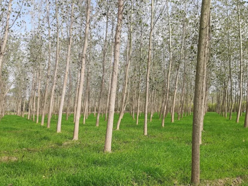 Tree Farming: ઓગસ્ટ મહિનામાં લગાવી દો આ 3 ઝાડ, થોડા વર્ષોમાં કરોડપતિ ...