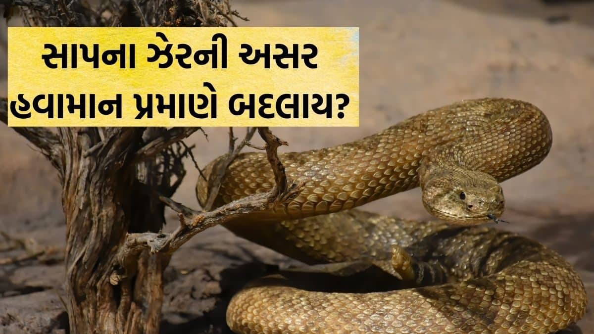 ભારતમાં દેખાતા સૌથી ઝેરી સાપનું રહસ્ય ખુલ્યું! શું હવામાન પ્રમાણે બદલાય ...
