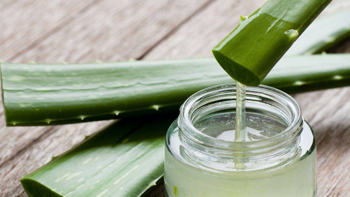 Aloe Vera side effects: આવા લોકો માટે ઝેર સમાન છે એલોવેરાની આ હેલ્ધી ...
