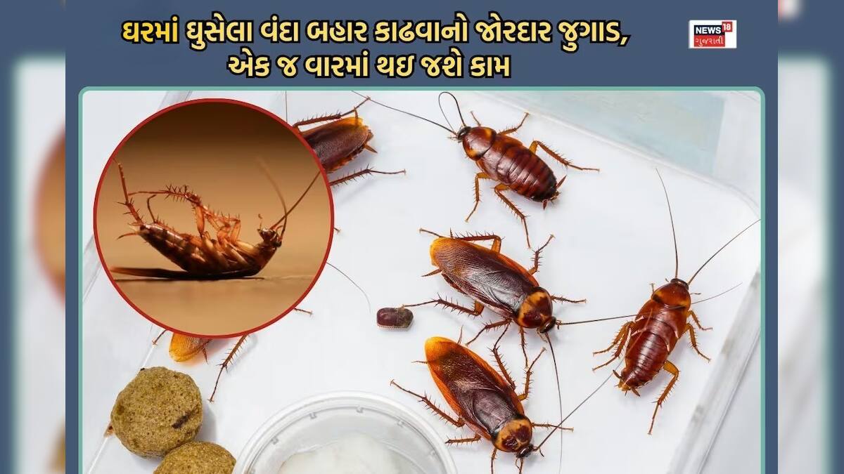 ઘરમાં વધી રહેલા વંદાના ત્રાસથી કંટાળી ગયા છો? બસ આ એક વસ્તુ પાણીમાં ...