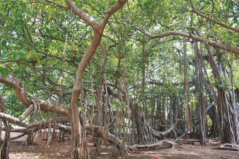 ભરૂચ: નર્મદા નદીના કાંઠે કબીરવડનું આધ્યાત્મિક મહત્વ -Gujarat Biggest ...