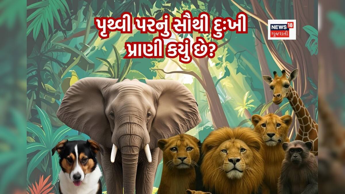 GK: શું તમે જાણો છો, પૃથ્વી પરનું સૌથી દુઃખી પ્રાણી કયું છે? - The ...