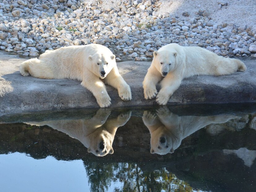 GK: શું તમે જાણો છો, પૃથ્વી પરનું સૌથી દુઃખી પ્રાણી કયું છે? - The ...