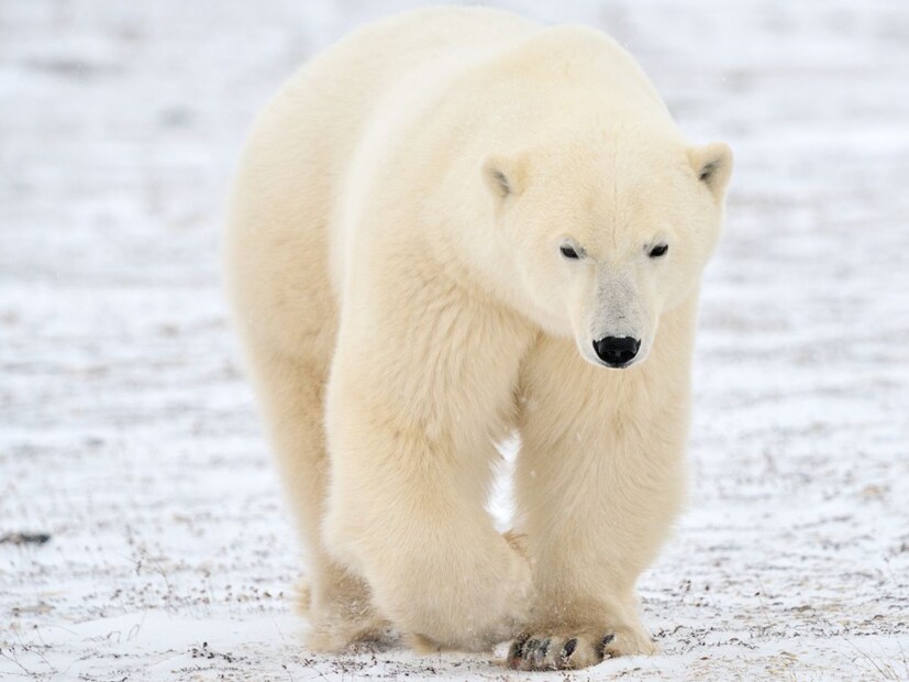GK: શું તમે જાણો છો, પૃથ્વી પરનું સૌથી દુઃખી પ્રાણી કયું છે? - The ...