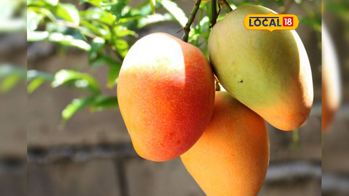 કેરીના બગીચામાંથી વાર્ષિક 10 લાખની કમાણી - Annual income of 10 lakhs ...