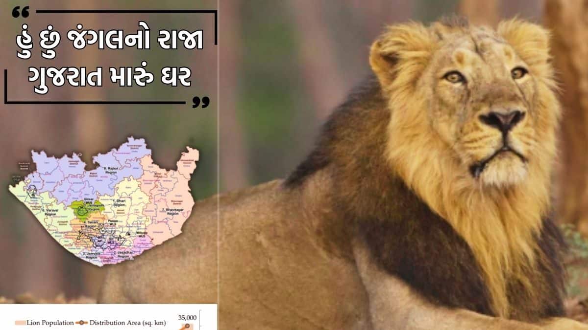 ગુજરાતમાં સિંહની વસ્તી ગણતરી 2025 સિંહ કરતાં સિંહણ વધુ, 11 જિલ્લાના 58 ...