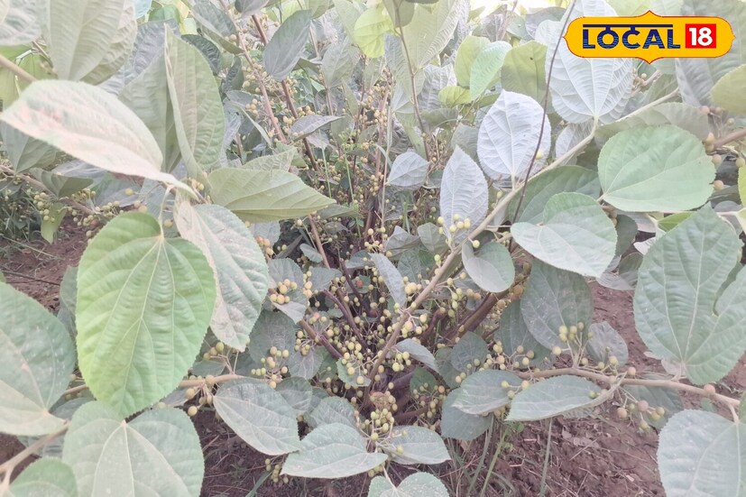 માત્ર ફળ જ નહીં, આ છોડના પાન પણ આરોગ્ય માટે ચમત્કારી ઔષધિ, અનેક ...