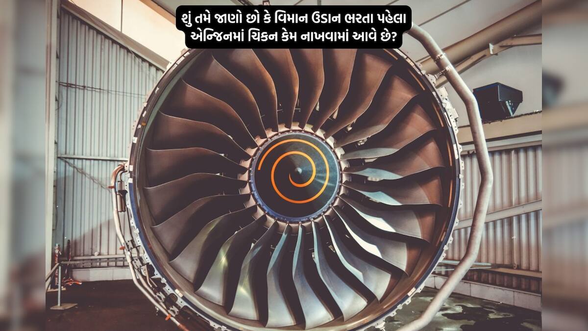 પ્લેન ઉડાડતા પહેલા એન્જિનમાં મરઘા કેમ ફેંકવામાં આવે છે? કારણ જાણીને ...
