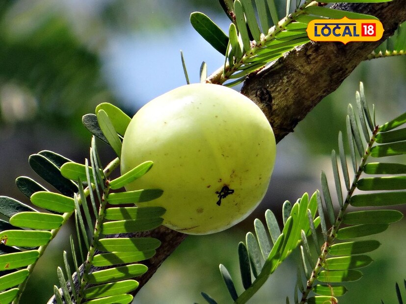 Aamla farming once invest earn for years