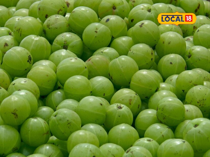 Aamla farming once invest earn for years | - News18 ગુજરાતી