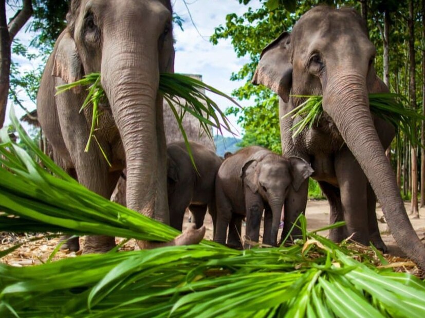 GK: દુનિયાનું એવું કયું પ્રાણી છે, જેના દૂધમાં દારૂ કરતાં વધુ આલ્કોહોલ ...