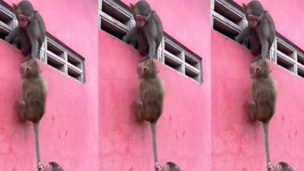 VIDEO: પૂંછડી તૂટે તો ભલે તૂટે પણ દોસ્તી ન તૂટવી જોઈએ, વાંદરાના 3 ...