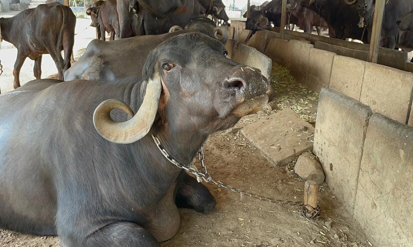 Rainy season cow buffalo milk blood natural remedies