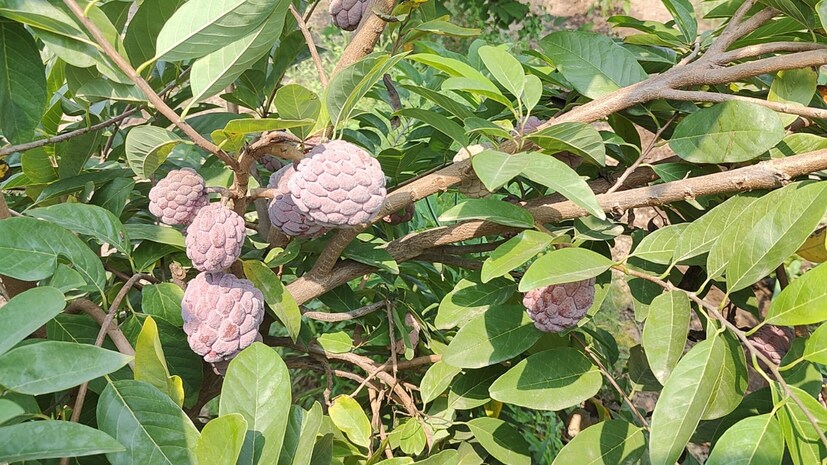 બોટાદ જિલ્લામાં ગુલાબી સીતાફળની સફળ ખેતી - Successful cultivation of ...