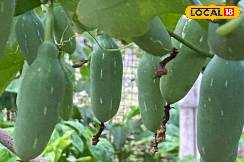 ચોમાસામાં ઉગતા ટીંડોળાના ફાયદા - Benefits of growing tindola in monsoon ...