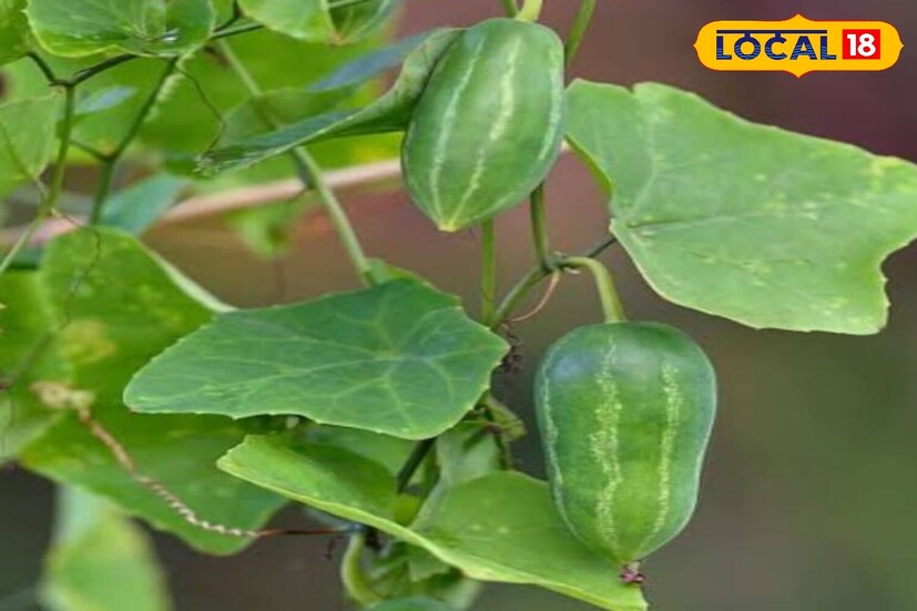 ચોમાસામાં ઉગતા ટીંડોળાના ફાયદા - Benefits of growing tindola in monsoon ...