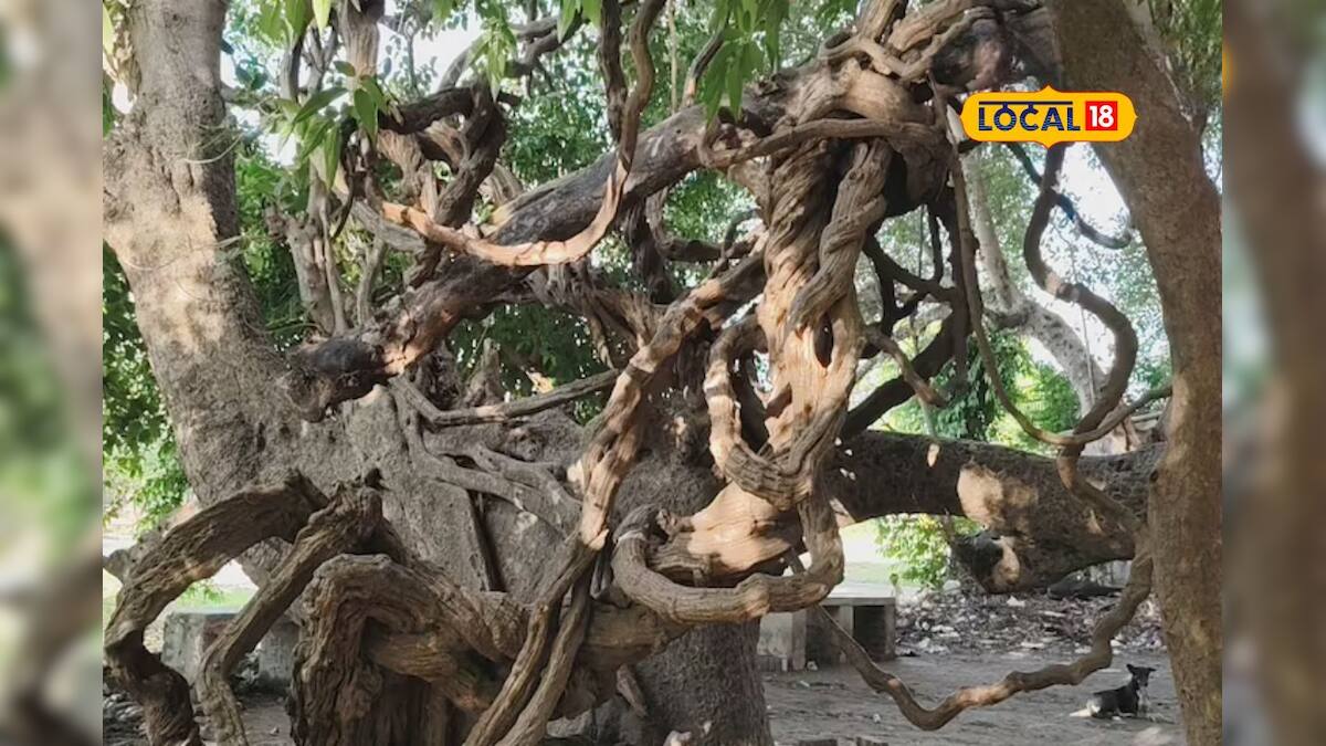 સુલતાનપુરના શનિચરા ગામમાં રહસ્યમય કરોળિયાના જાળાવાળું ઝાડ -banyan tree ...