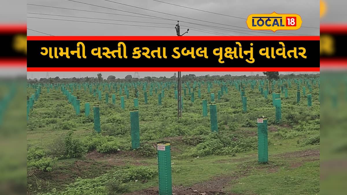 નાના માચિયાળા ગામની વસ્તી કરતા ડબલ વૃક્ષોનું વાવેતર - Planting double the population of Nana ...
