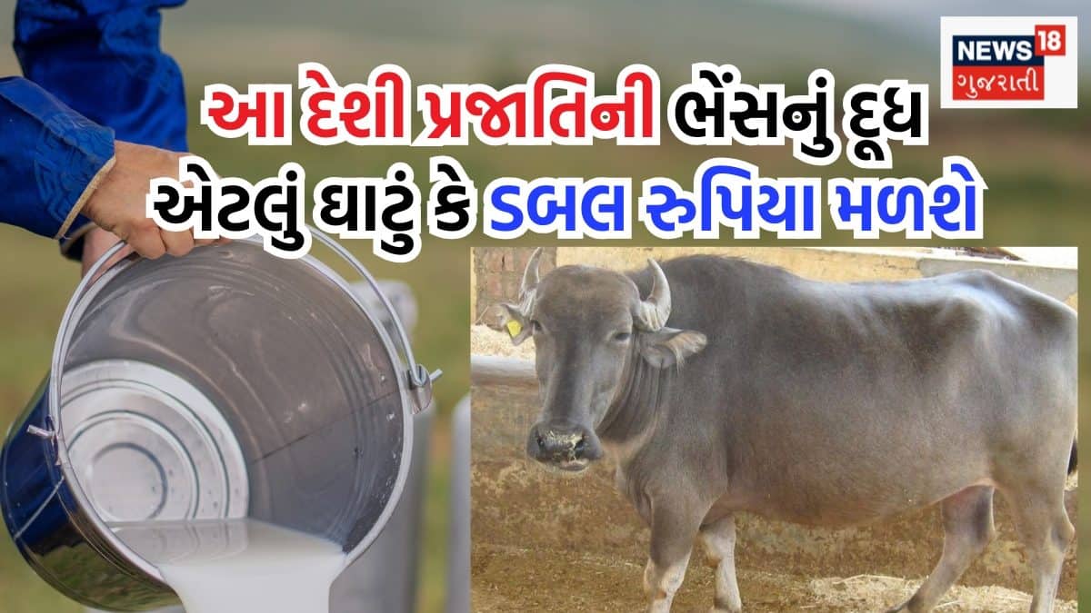 'ઘી આપતી ભેંસ': ખેડૂત ભાઈઓ! આ જાતની ભેંસ એક વિયાણમાં આપે છે 1400 લિટર ...