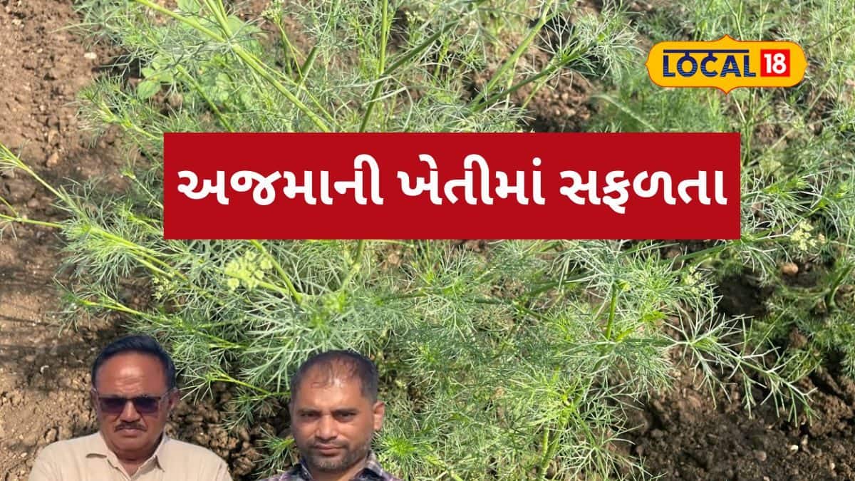 અજમાની ખેતીમાંથી વાર્ષિક 40 લાખની આવક - Annual income of 40 lakhs from ...