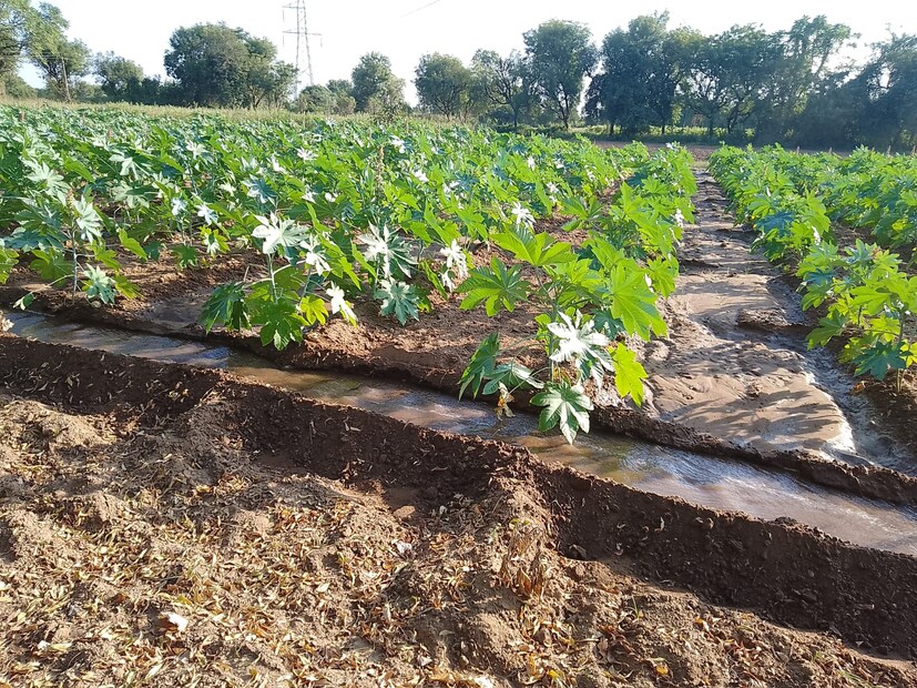 ટપક સિંચાય પદ્ધતિથી ફાયદો - benefits of drip irrigation method ...