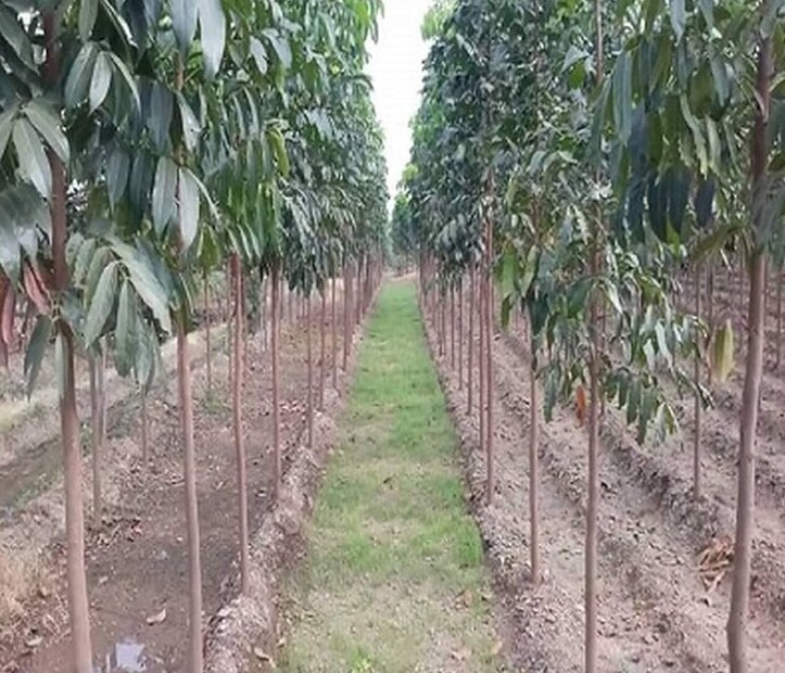 Tree Farming: ઓગસ્ટ મહિનામાં લગાવી દો આ 3 ઝાડ, થોડા વર્ષોમાં કરોડપતિ ...