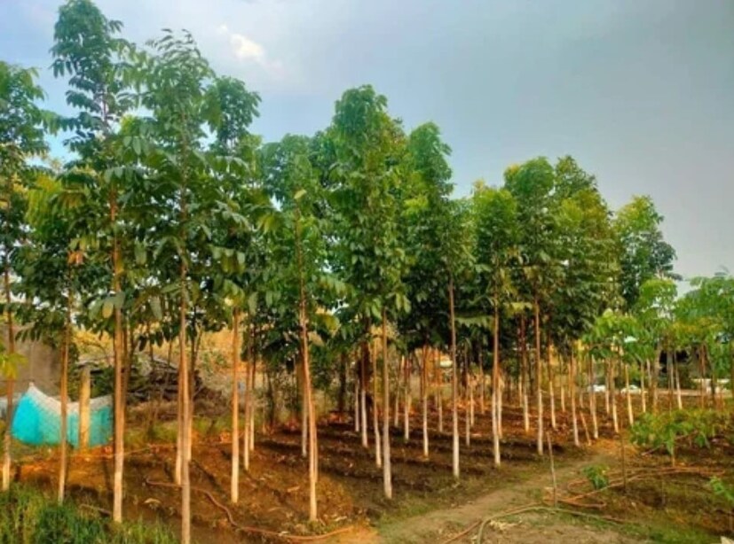 Tree Farming: ઓગસ્ટ મહિનામાં લગાવી દો આ 3 ઝાડ, થોડા વર્ષોમાં કરોડપતિ ...