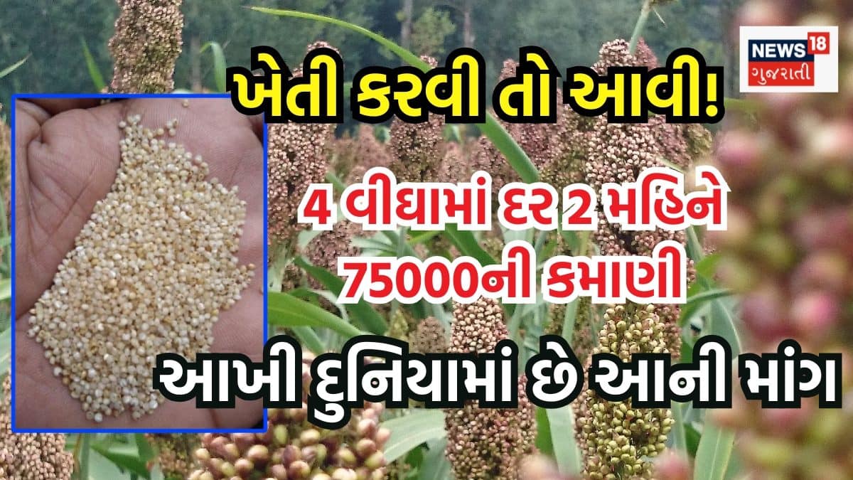ખેતી તો આવી જ કરાય! 4 વીઘામાં દર બે મહિને 75,000ની કમાણી, વધુ વરસાદ પડે ...