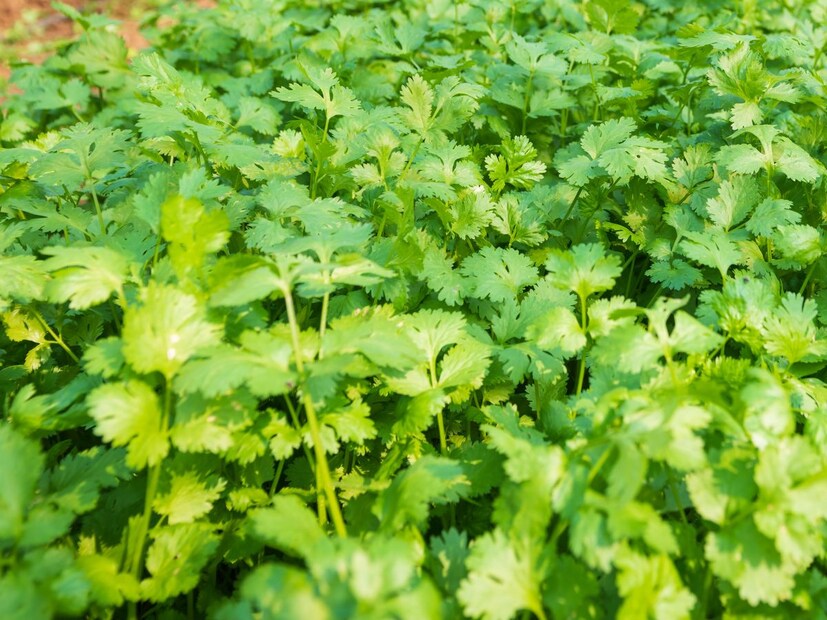 Follow these tips and store to coriander leaves in winter season ...