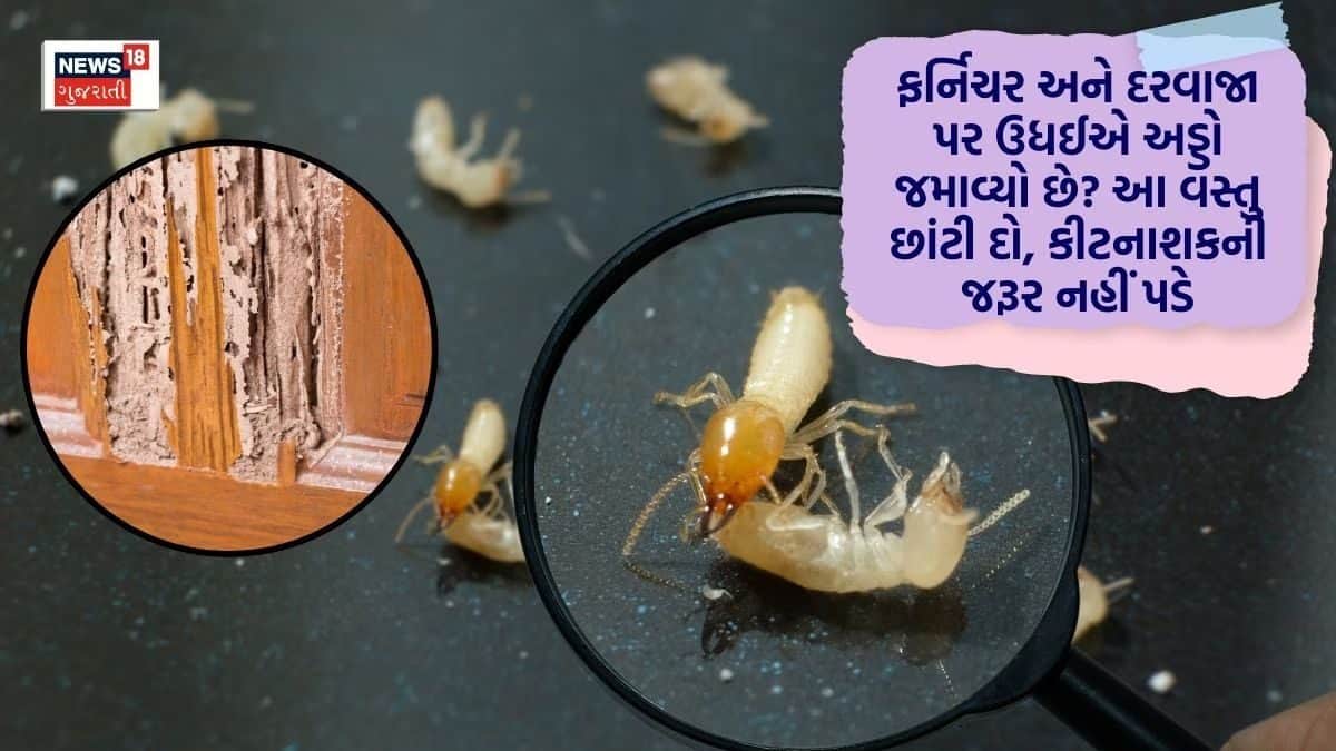 ઘરની દીવાલો અને ફર્નિચરમાં ઉધઈ લાગી ગઈ છે? 2 રુપિયાનો આ સસ્તો જુગાડ કરી ...