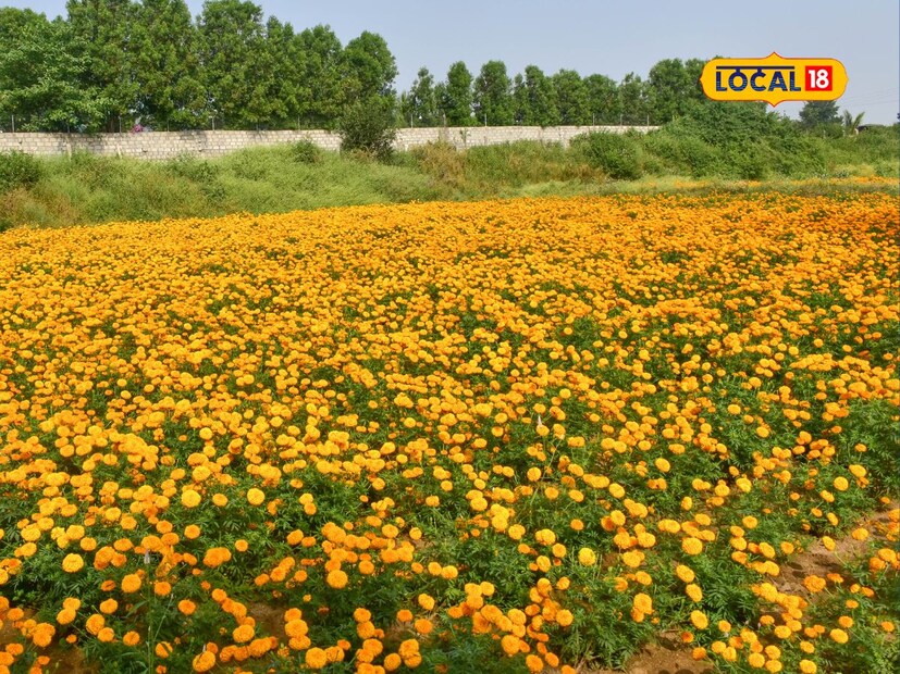 આવી રીતે કરો ગલગોટાની ખેતી - This is how to cultivate galgota | વેપાર ...