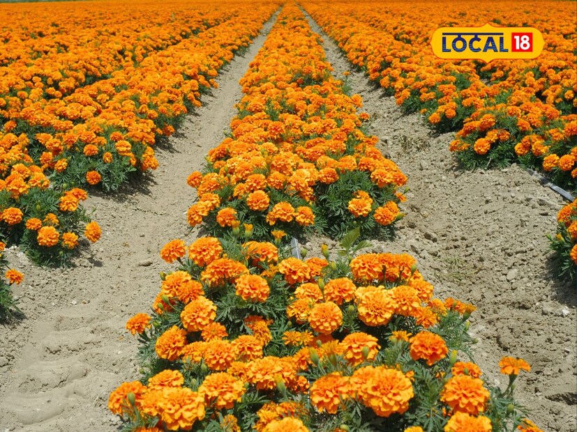 આવી રીતે કરો ગલગોટાની ખેતી - This is how to cultivate galgota | વેપાર ...