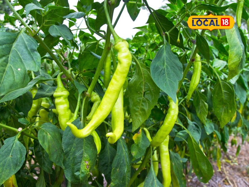 મરચાની ખેતી માટે કીડા નિયંત્રણના દેશી ઉપાય - Biological alternatives ...